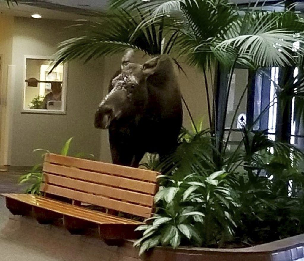 Moose_in_hospital - ARC